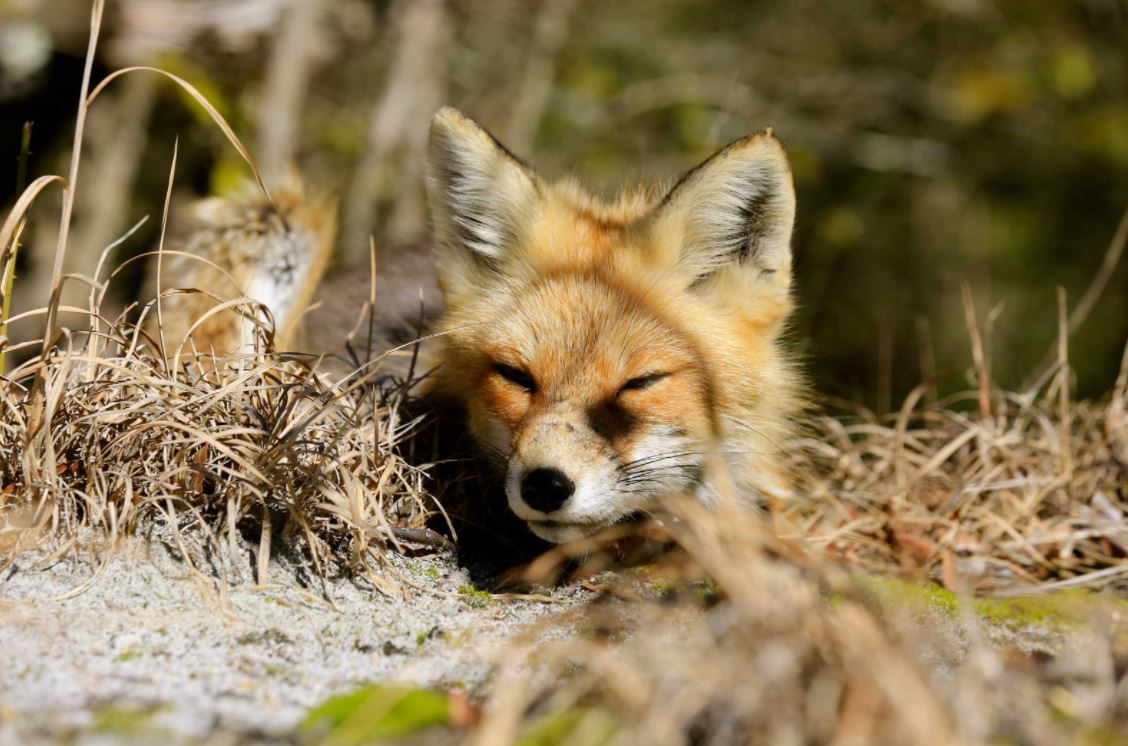 What Does it Mean to See a Fox? - i-Ching Psychics